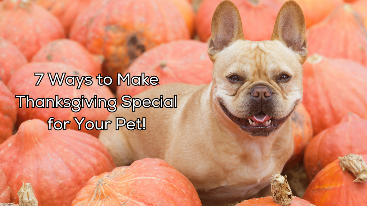 7 Ways to Make Thanksgiving Special for Your Pet! – A Better Treat