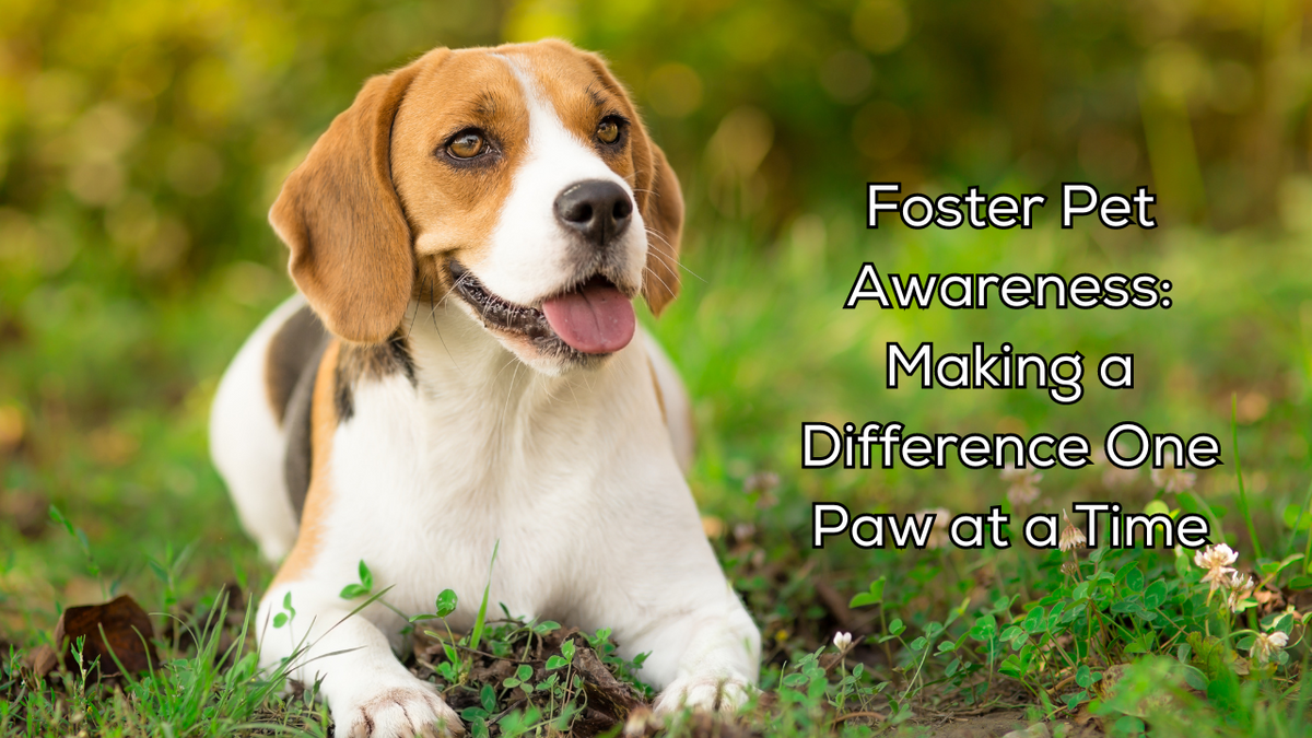 Foster Pet Awareness: Making a Difference One Paw at a Time – A Better ...