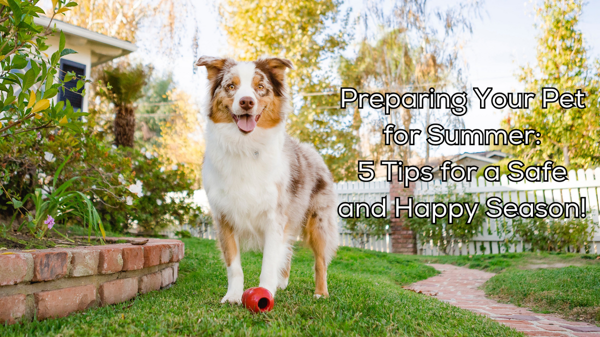 Preparing Your Pet for Summer: 5 Tips for a Safe and Happy Season! – A ...