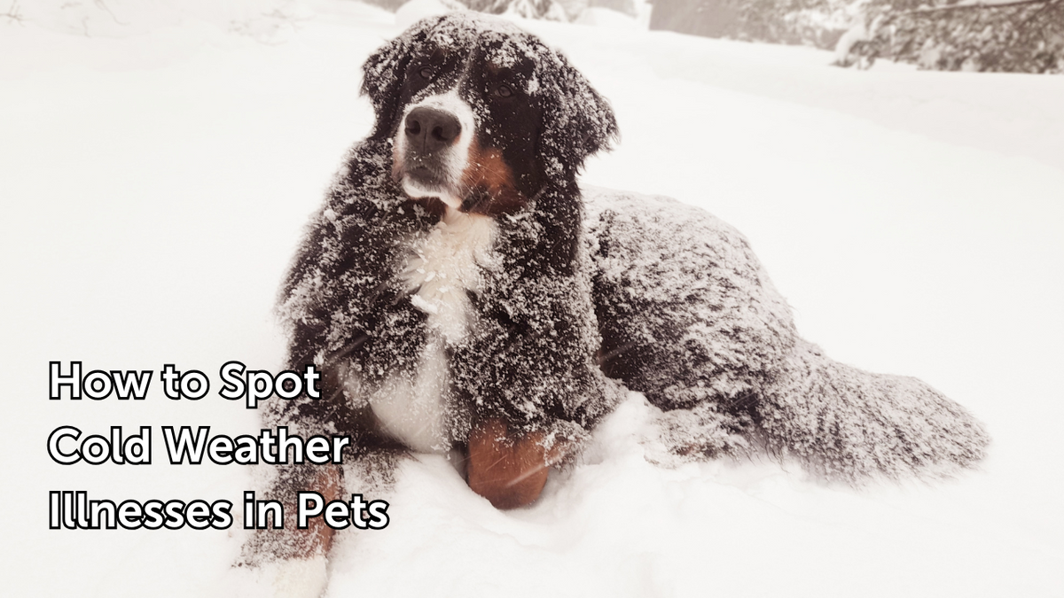 How to Spot Cold Weather Illnesses in Pets – A Better Treat