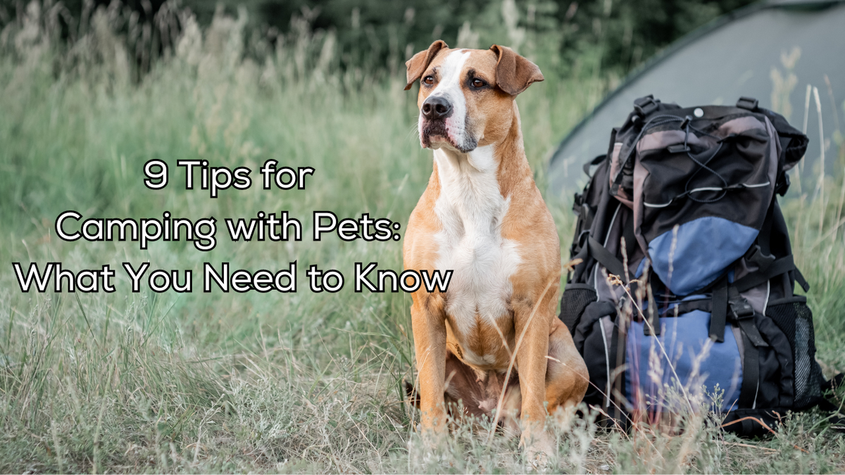 9 Tips for Camping with Pets to Know Before You Go – A Better Treat