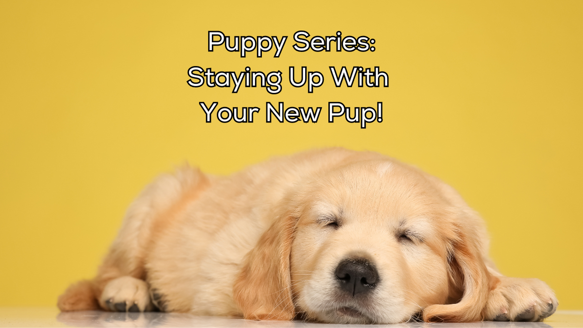 Puppy Series: Staying Up With Your New Pup – A Better Treat