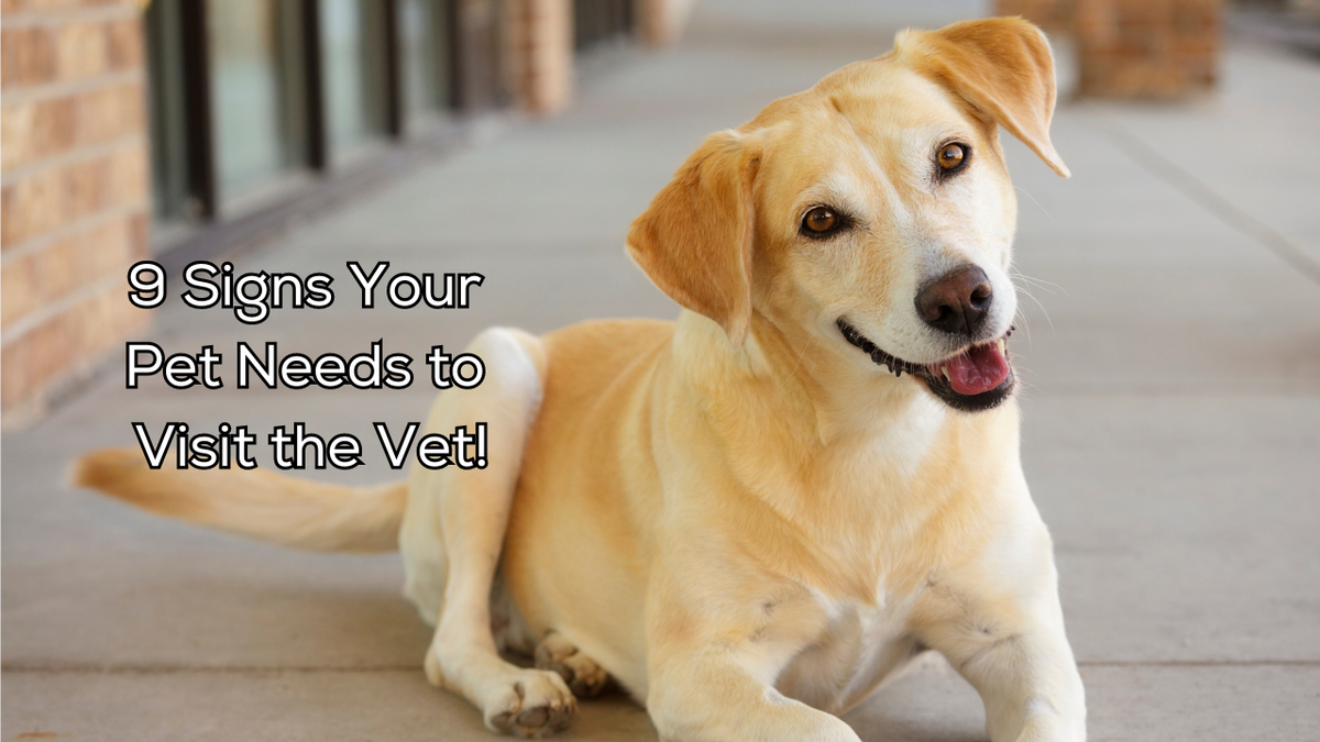 9 Signs Your Pet Needs to Visit the Vet – A Better Treat