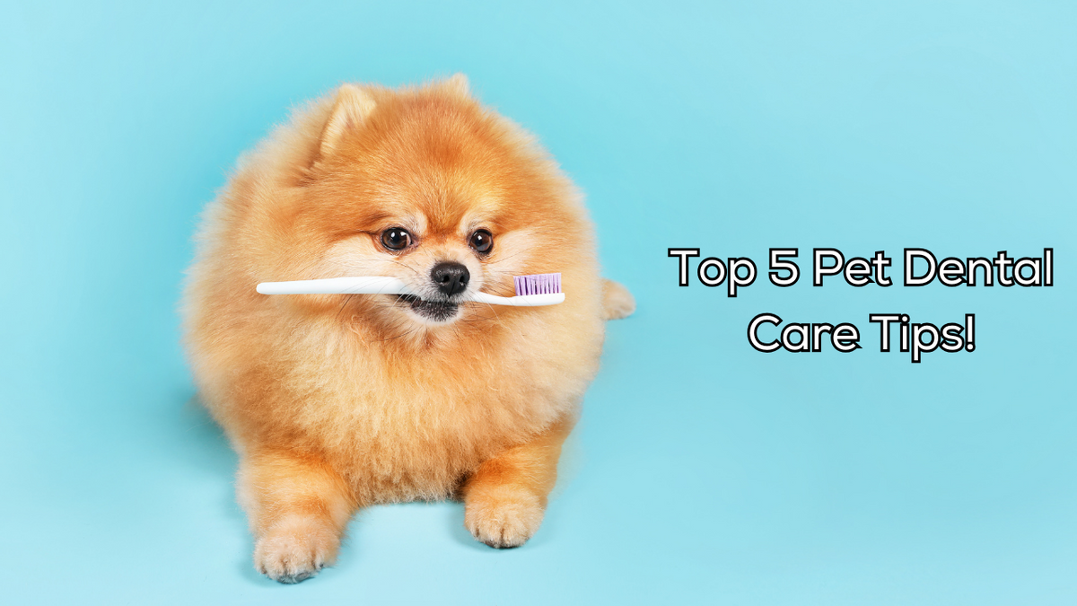Top 5 Dental Care Tips for Pets – A Better Treat