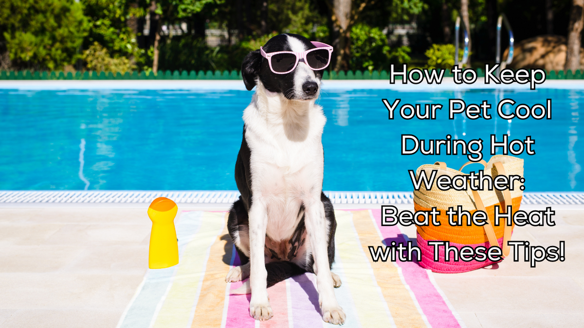 How to Keep Your Pet Cool During Hot Weather: Beat the Heat with These ...