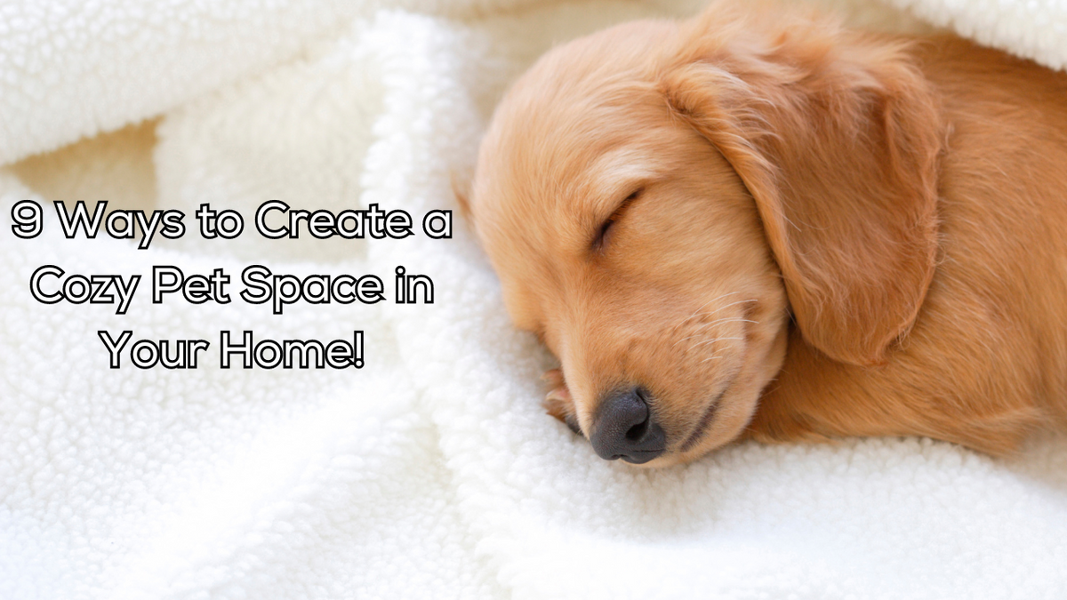 9 Ways to Create a Cozy Pet Space in Your Home – A Better Treat