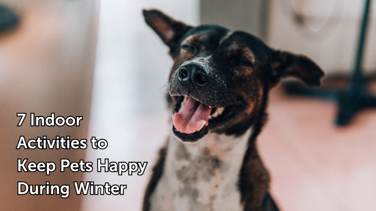 7 Indoor Activities to Keep Pets Happy During Winter – A Better Treat